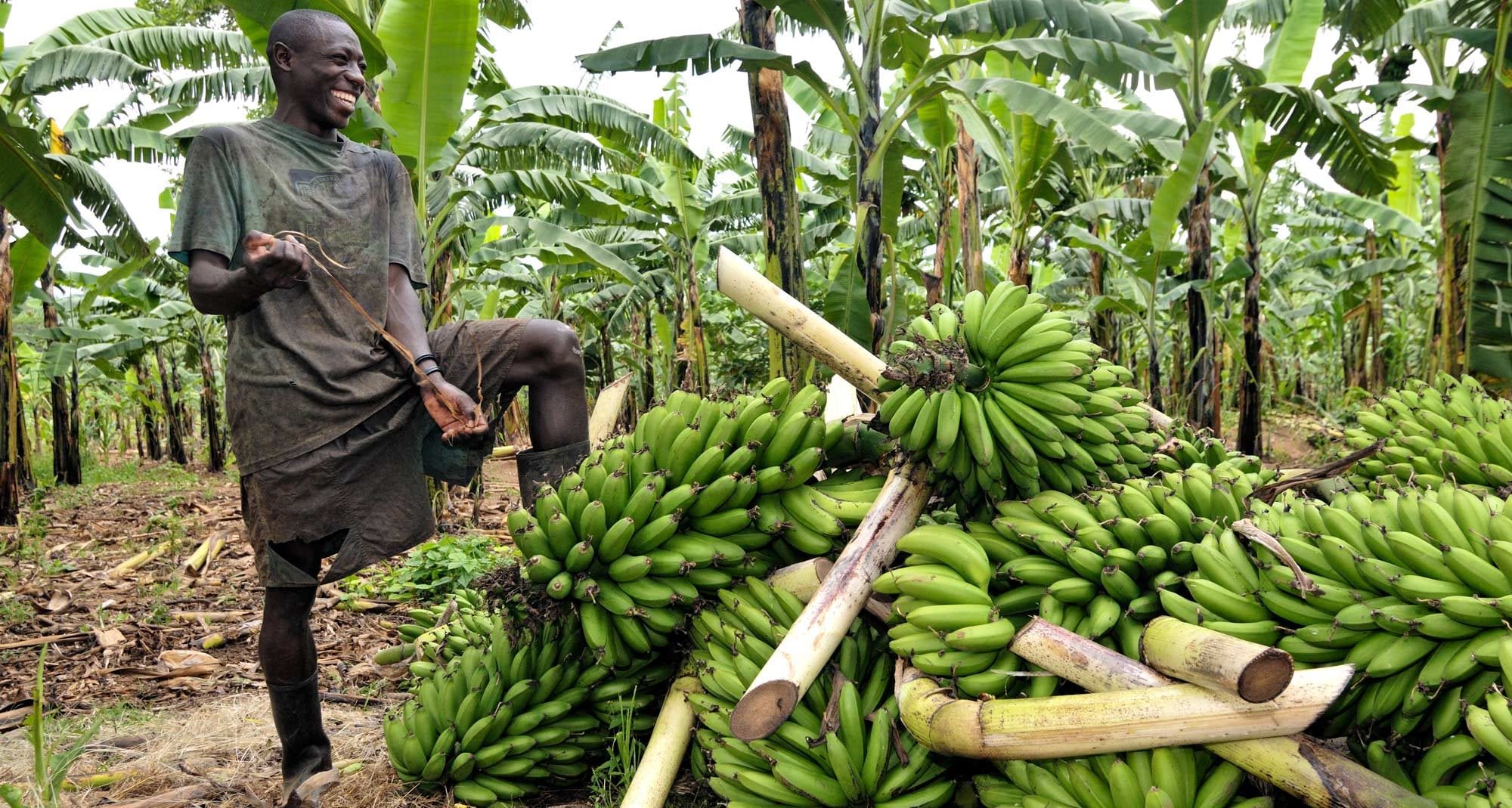Agricultural Practices and Investment in Uganda