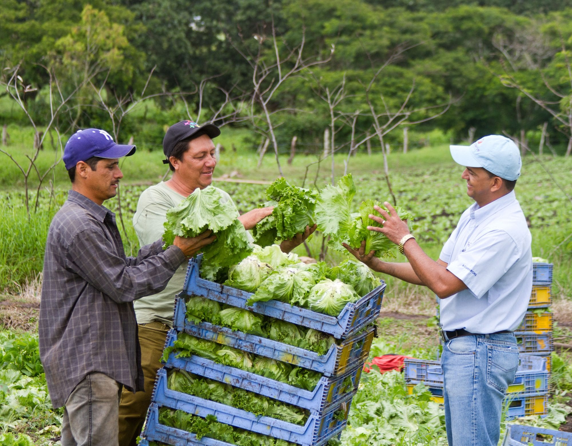Connecting Smallholder Farmers to New Markets - TechnoServe