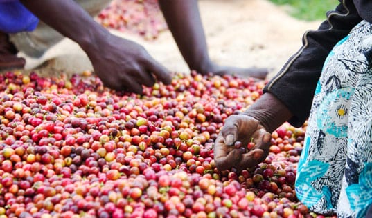 What Goes Into Your Coffee? Better Incomes for Farmers