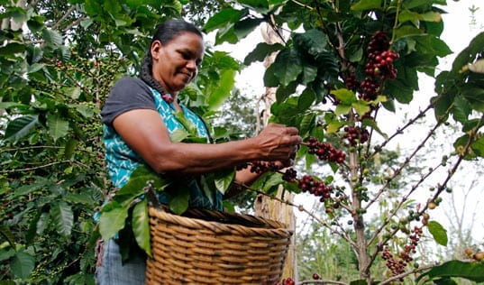 Empowering Women in Coffee - TechnoServe