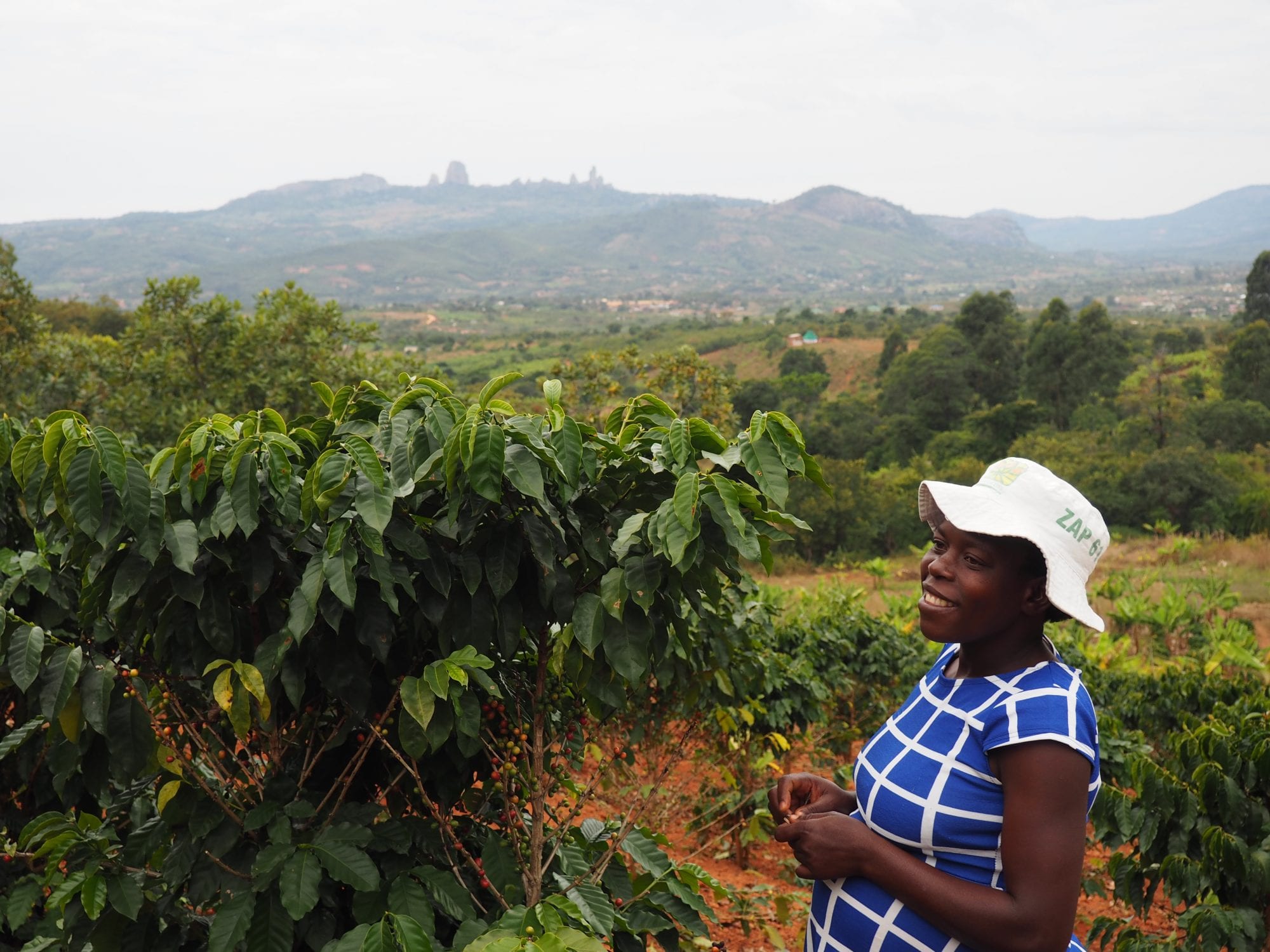 Survey Results: Effects of COVID-19 on Zimbabwe Coffee Farmers ...
