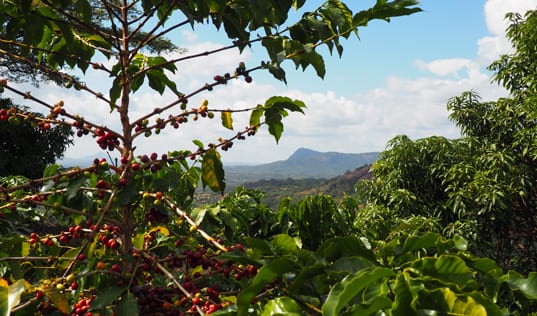 Coffee Consumer Spotlight: Zimbabwean Coffee