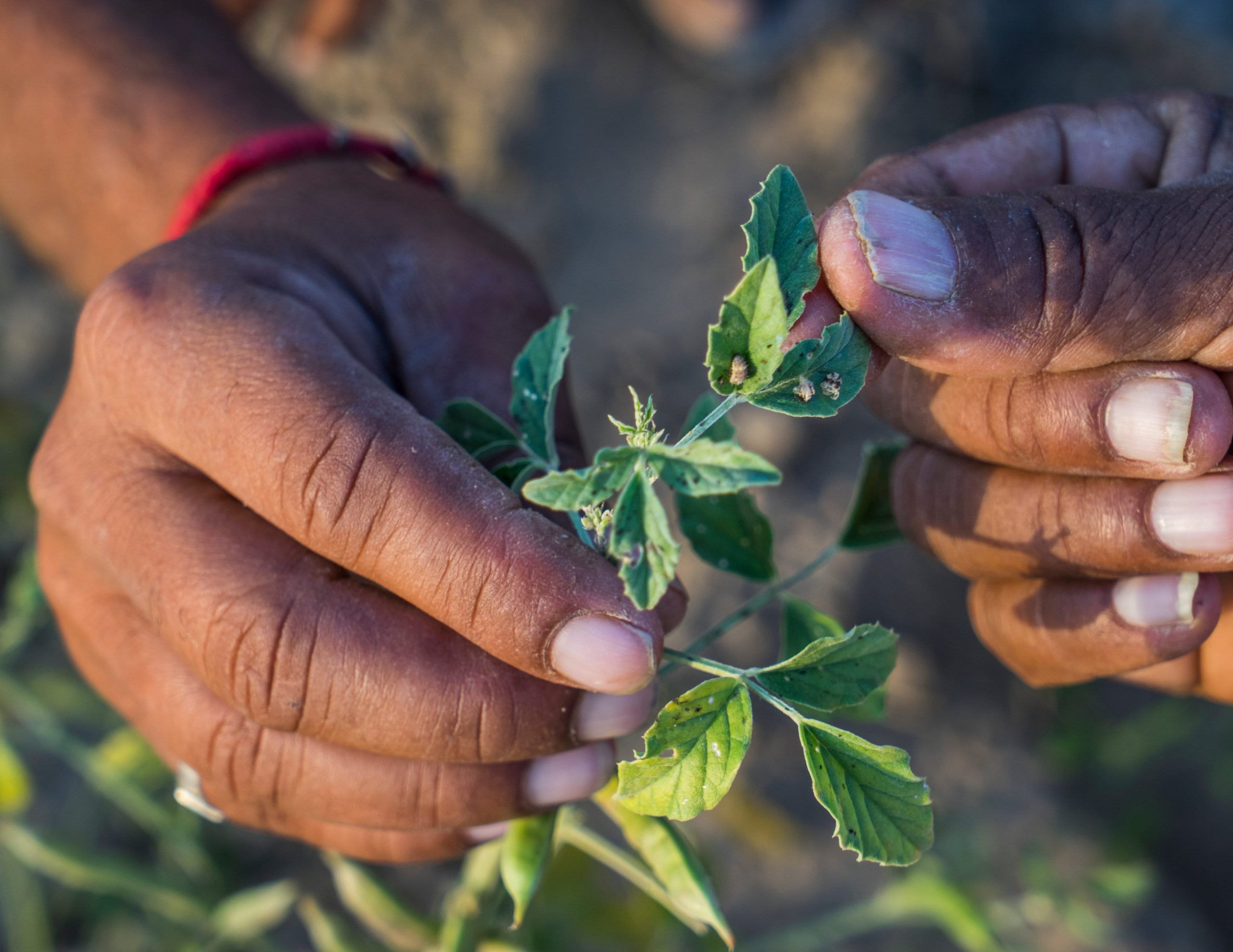 Climate Change and Agriculture: Why are Farmers Vulnerable? - TechnoServe