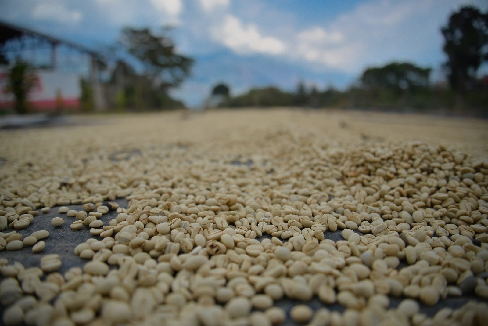 Coffee Consumer Spotlight: Peruvian Coffee - TechnoServe