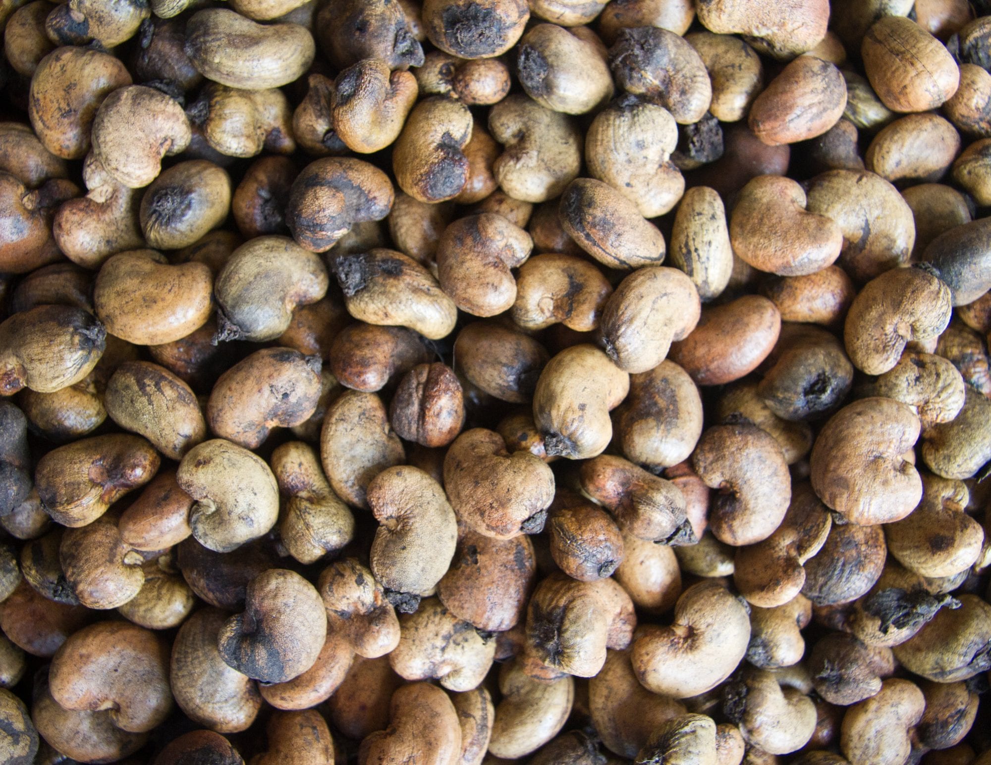 Smallholder Cashew Farming Helps Reduce Poverty | TechnoServe