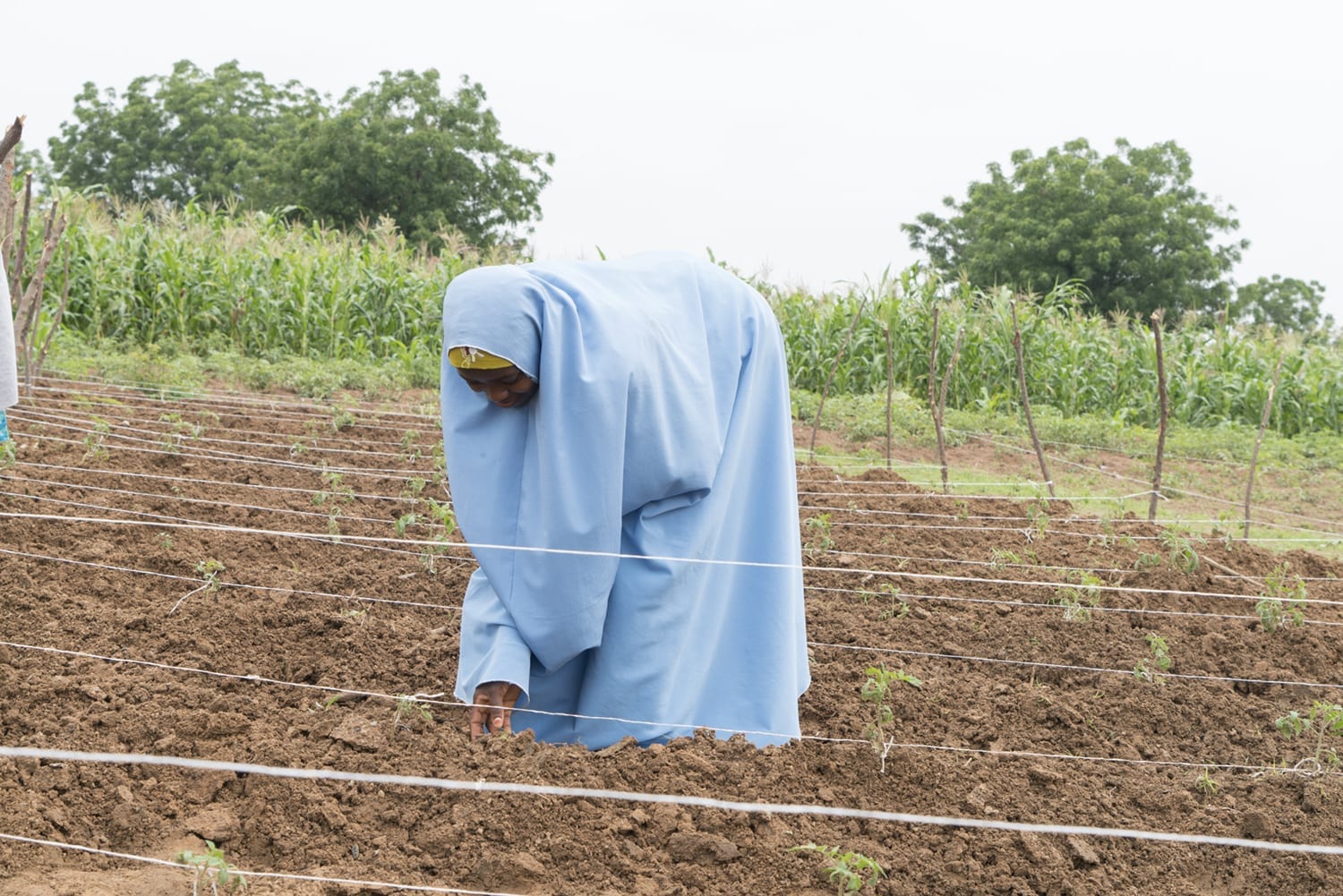 How is Climate Change Affecting Post-Harvest Loss?