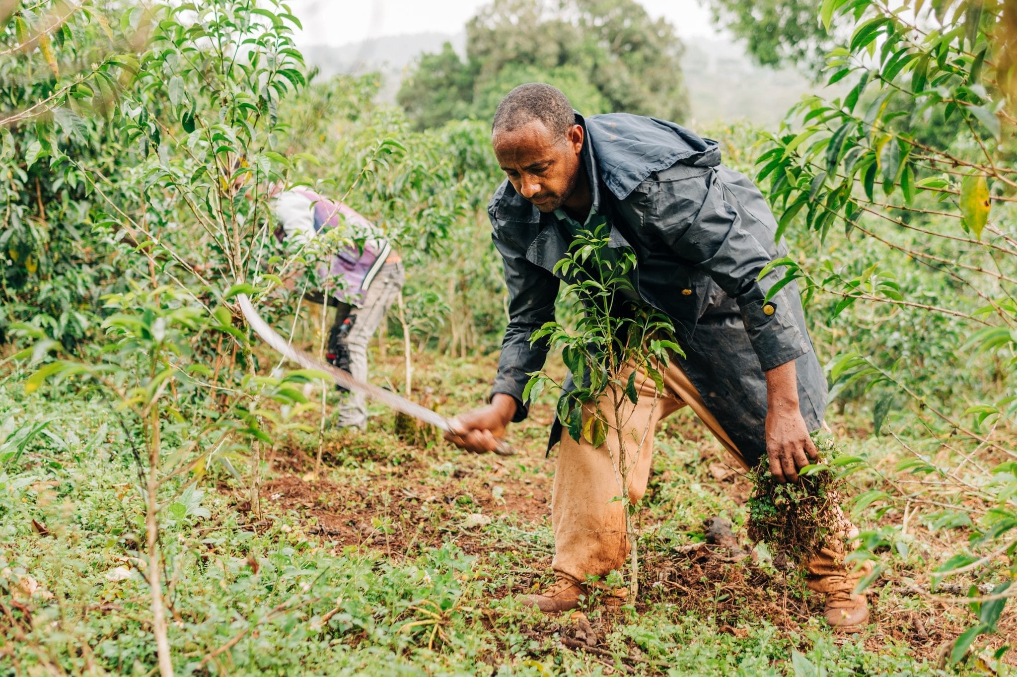 How Coffee Farmers are Responding to COVID-19 - TechnoServe