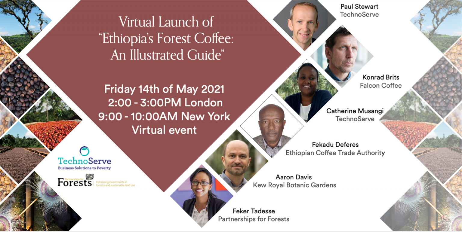 Ethiopia's Forest Coffee: An Illustrated Guide - TechnoServe Business ...
