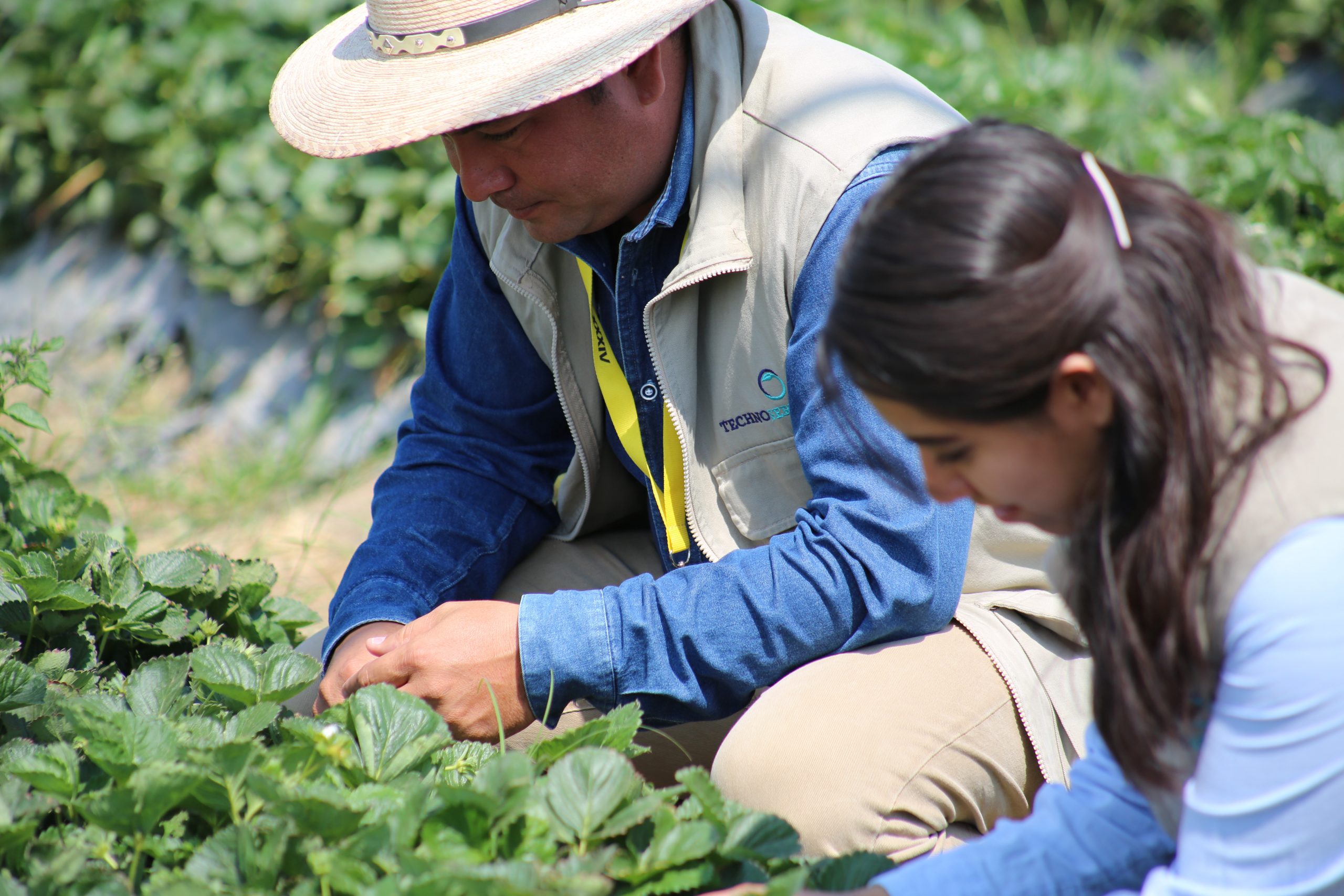 How Better Strawberries Improve Incomes for Mexican Farmers - TechnoServe
