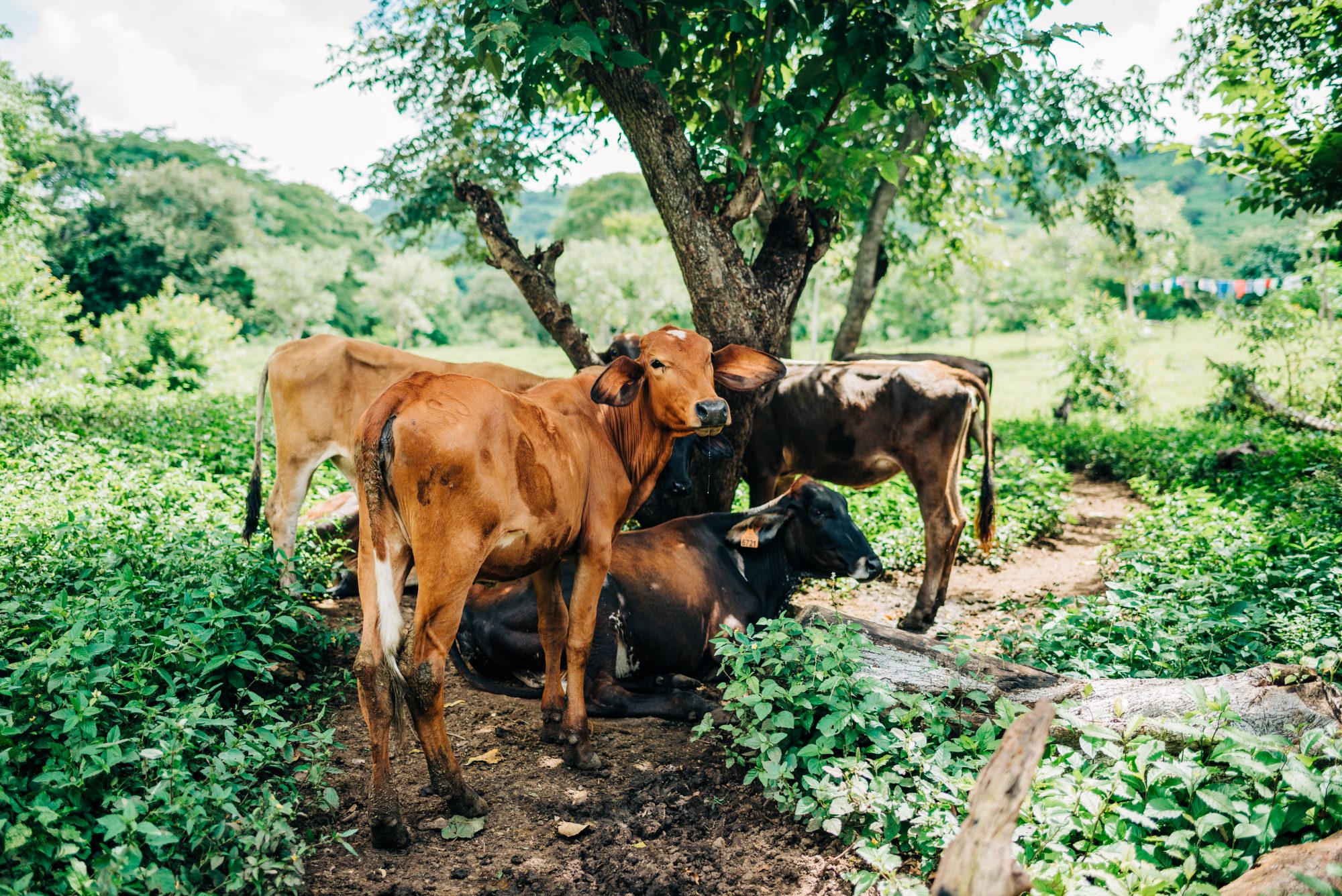 Reducing the Environmental Impact of Cattle Ranching - TechnoServe