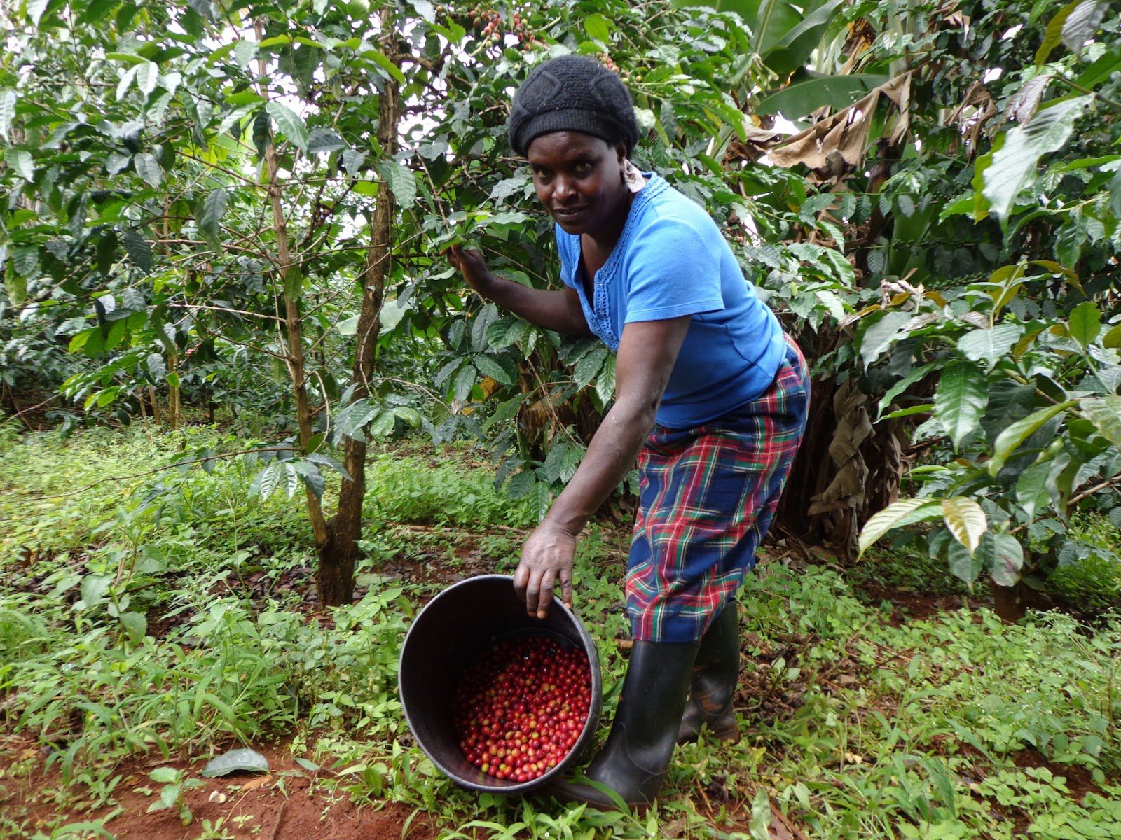 How Coffee Farmers in East Africa Bring Favorite Blends from Crop to Cup