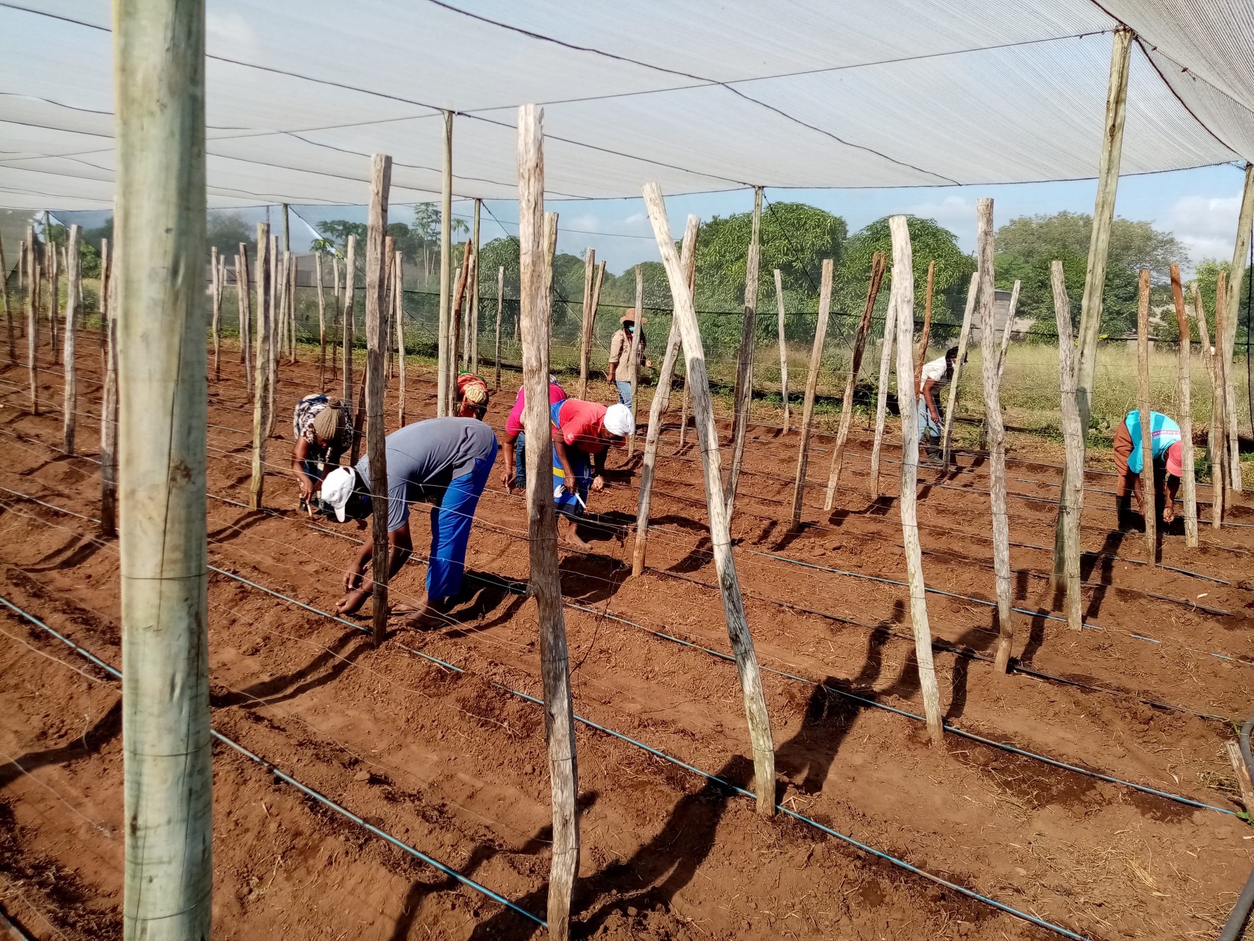 3 Steps for Increased Farm Productivity in Mozambique - TechnoServe