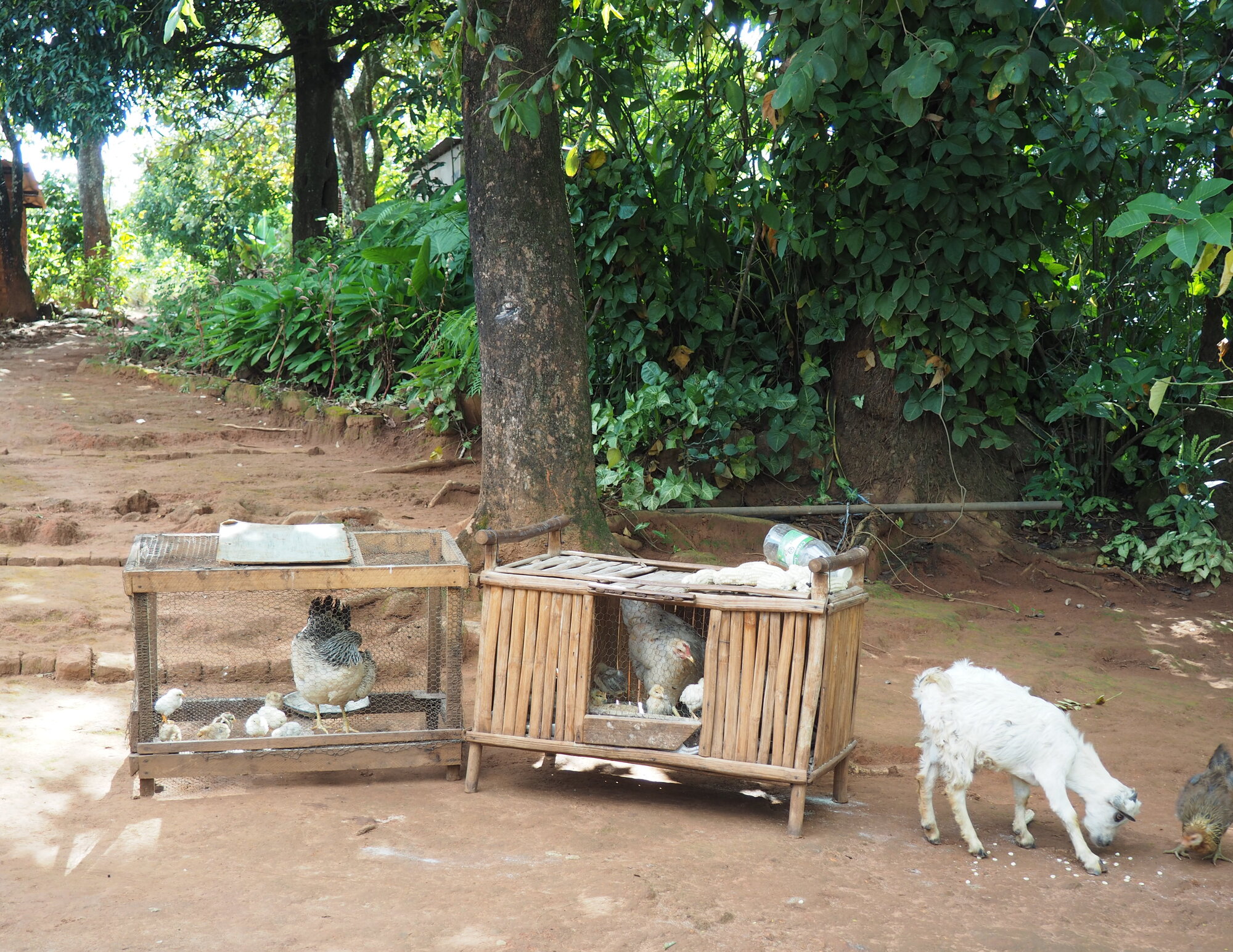 Regenerative Agriculture in Zimbabwe Renews Livelihoods of Smallholder ...