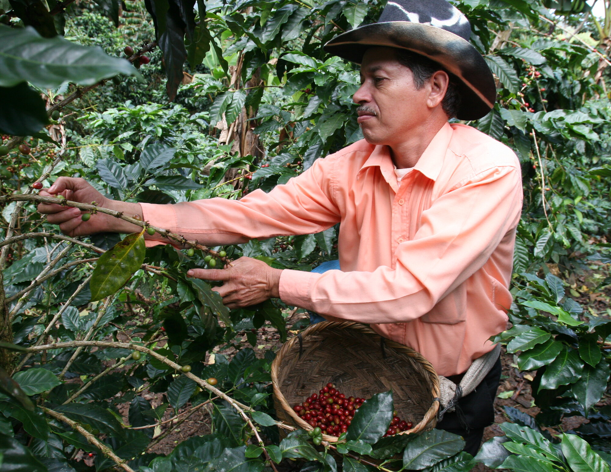 How Does Food Insecurity Affect Poverty? - TechnoServe