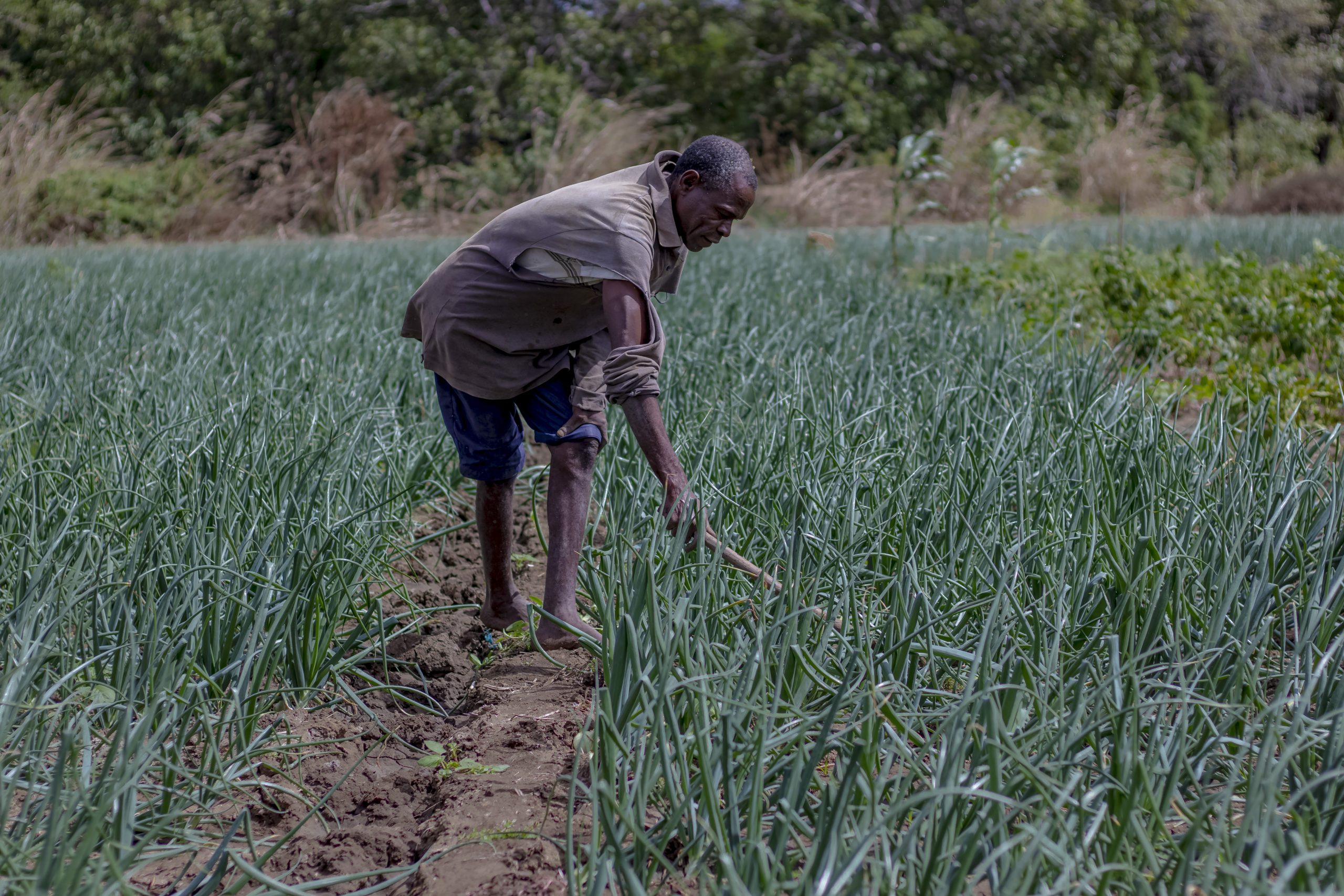 About - TechnoServe Business Solutions to Poverty