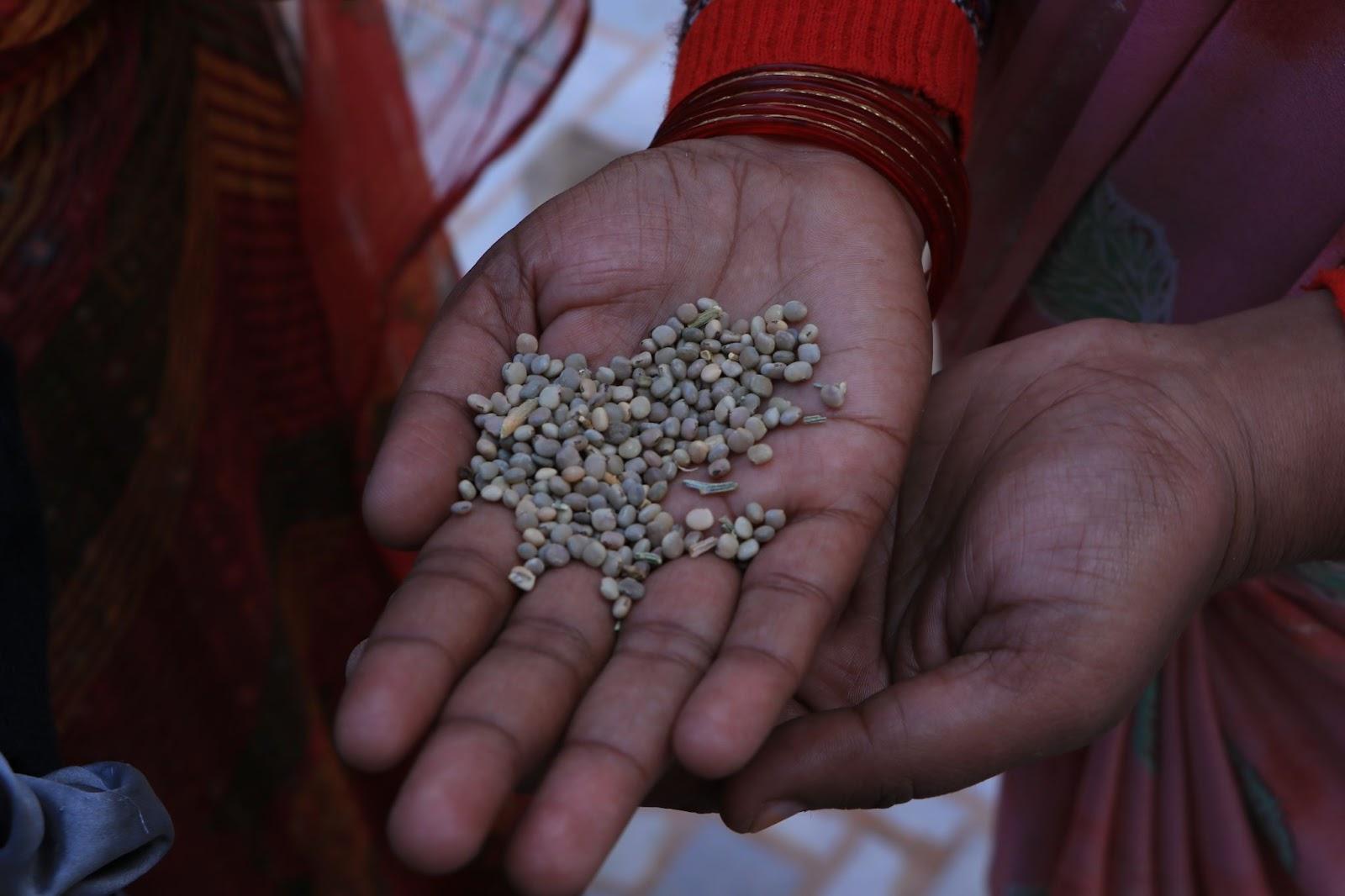 Guar gum from drought-resistant beans raises incomes - TechnoServe