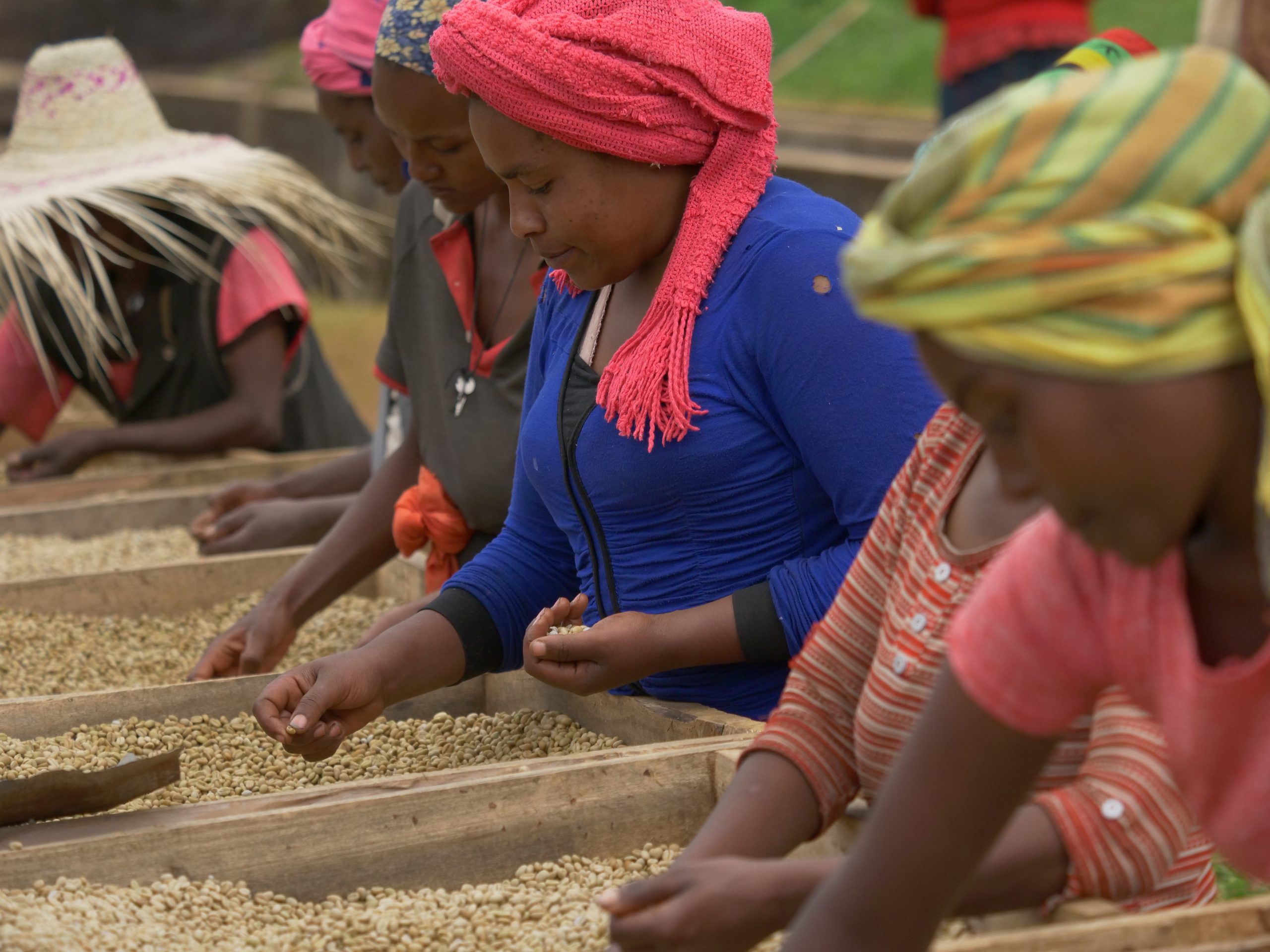 Nespresso AAA Sustainable Quality™ Program in Ethiopia and Kenya Impact ...