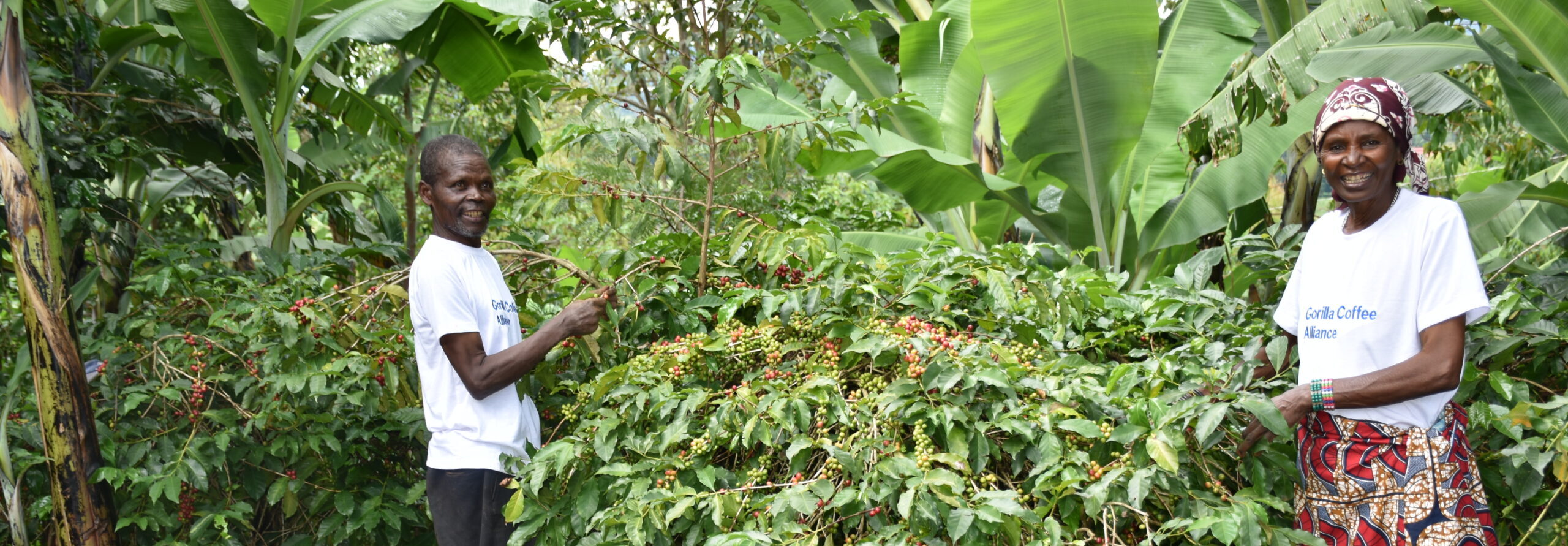 How Sustainable Coffee Improves Lives and Protects Landscapes - TechnoServe
