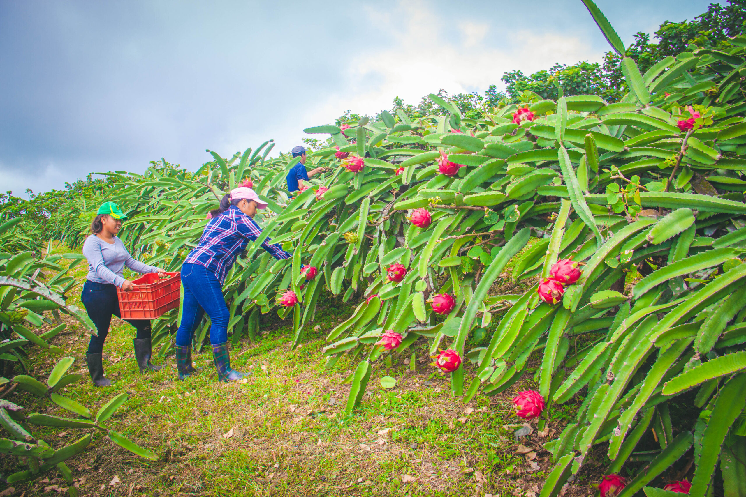 TechnoServe Stories: Top 5 Impactful Initiatives of 2024