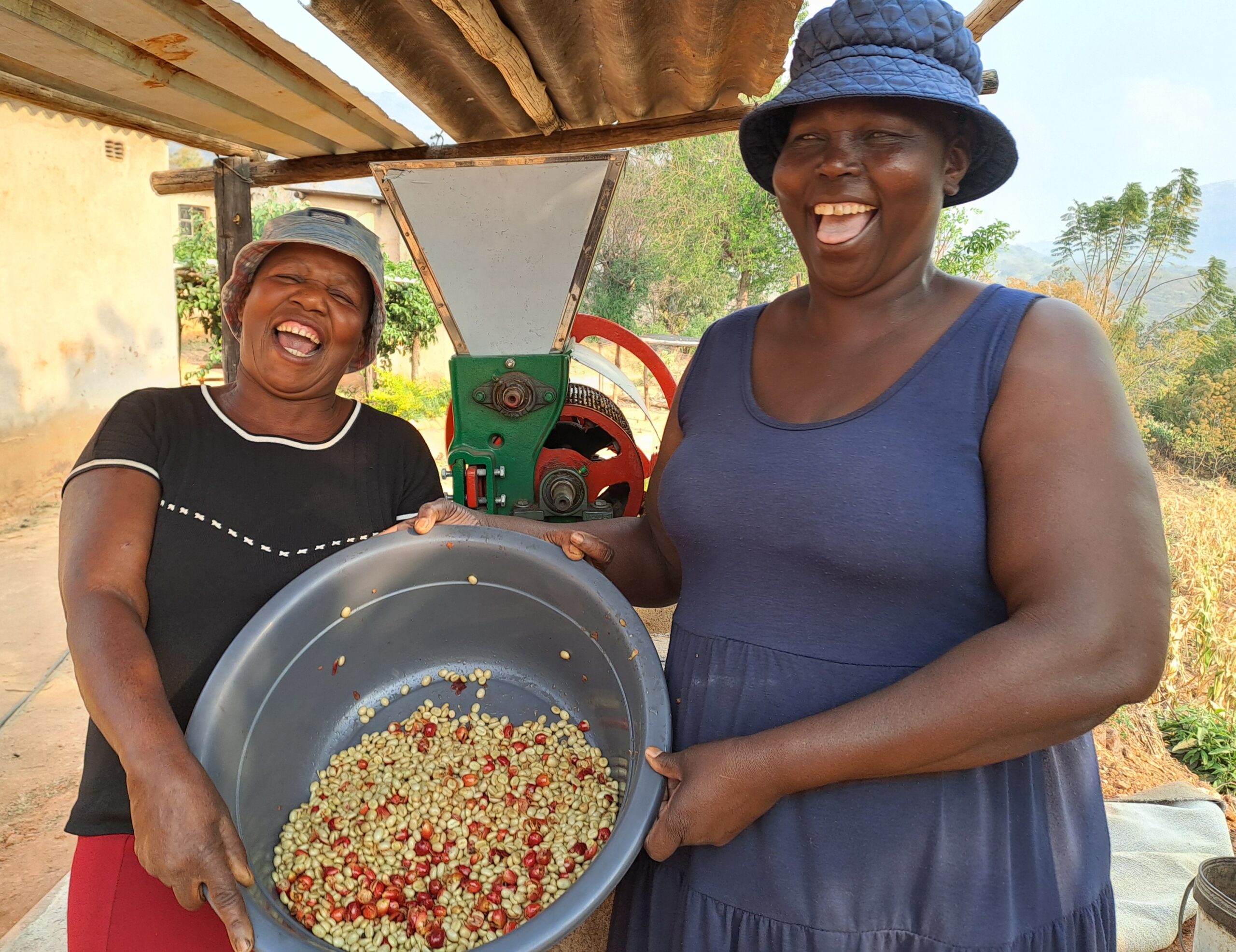 Reviving Coffee Farming in Zimbabwe