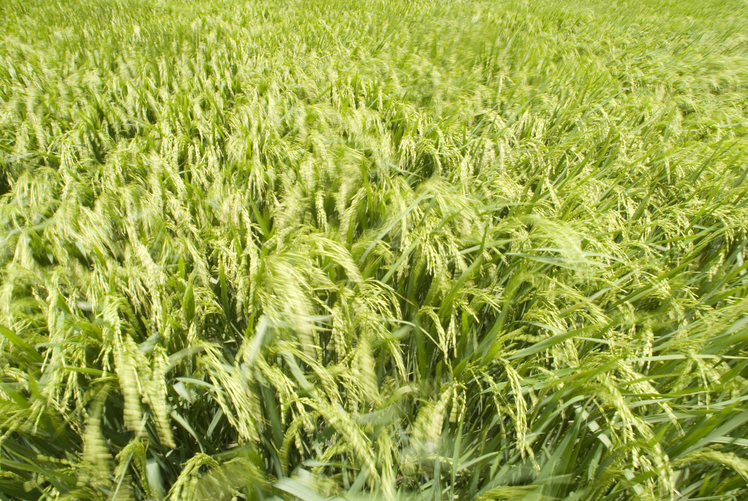 Promoting Rice Fortification in Nigeria (PRiFN) Project - TechnoServe