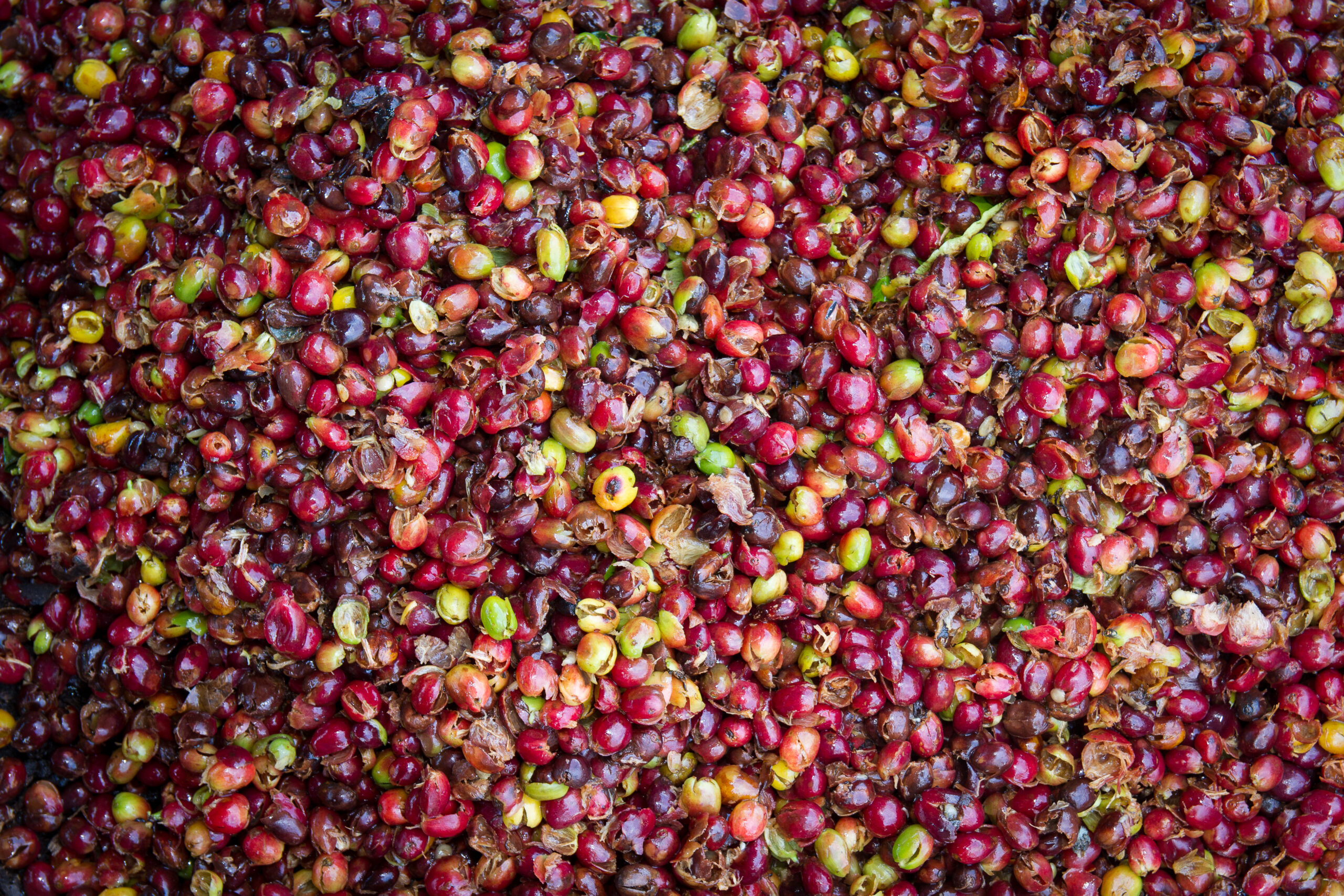 CAFE Amazonía Resiliente - TechnoServe