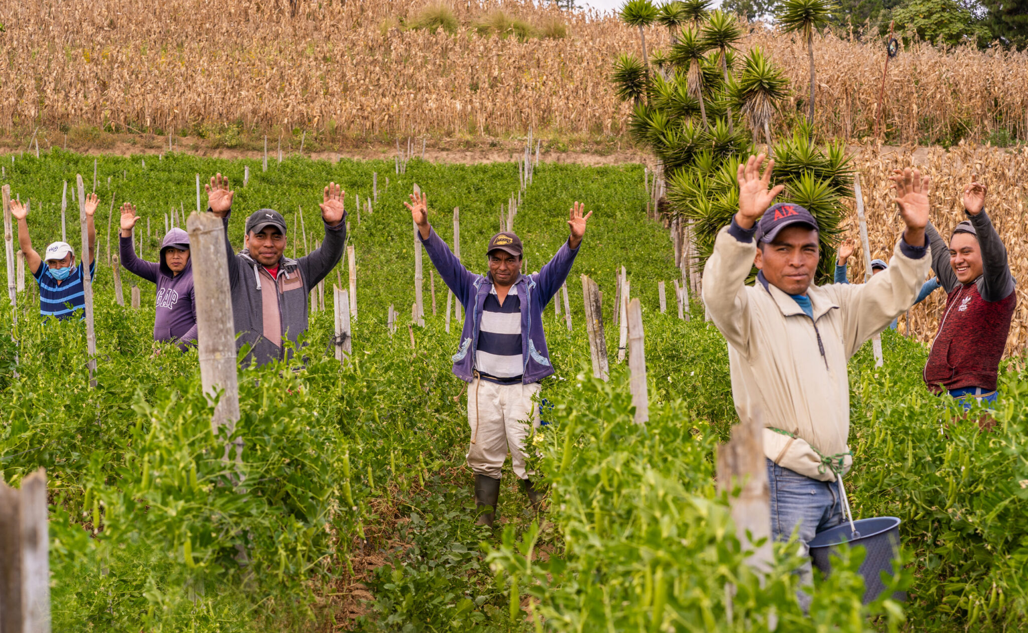 TechnoServe: Global Impact | Solutions for Poverty